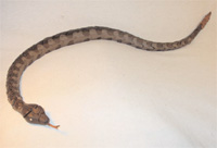 Puzzles by Peter Chapman